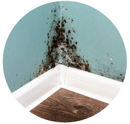 IronClad Restoration | Fort Collins Colorado | Mold Remediation